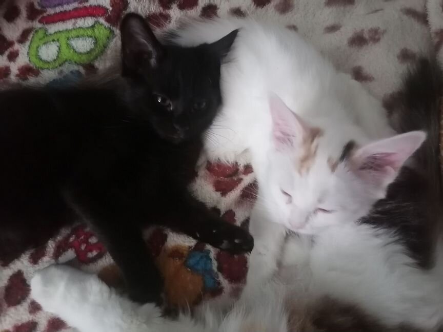 Пушистые котята в добрые руки