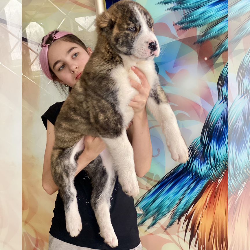 Среднеазиатская овчарка, щенок