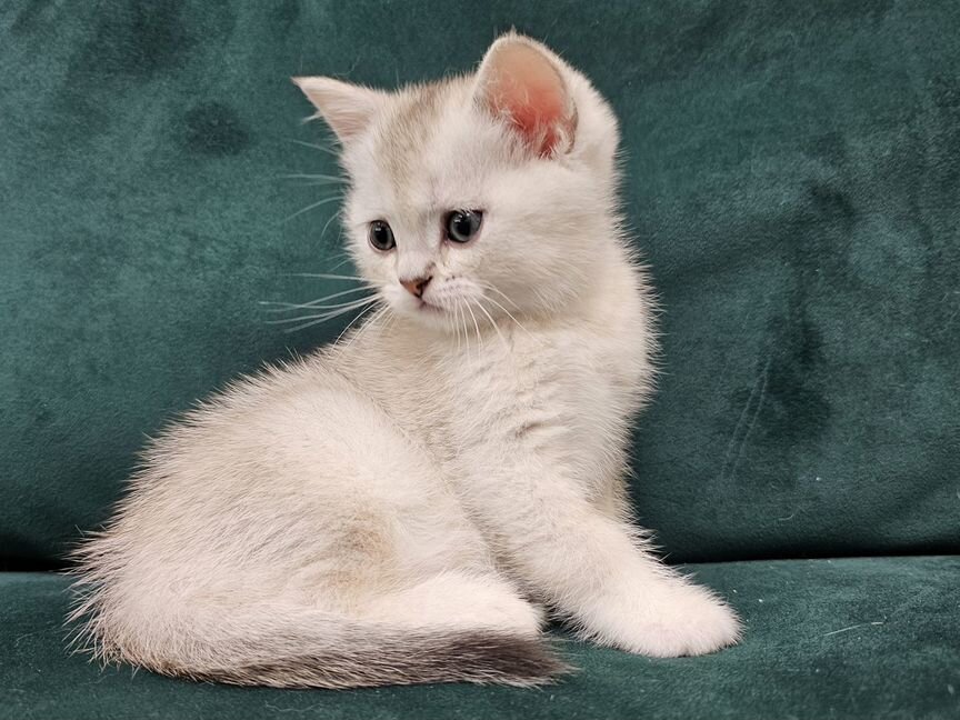 Шотландские котята золотая шиншилла