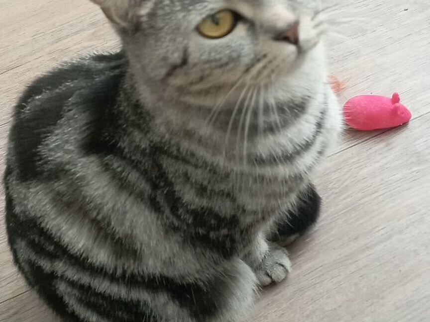 Шотландская кошка породистая