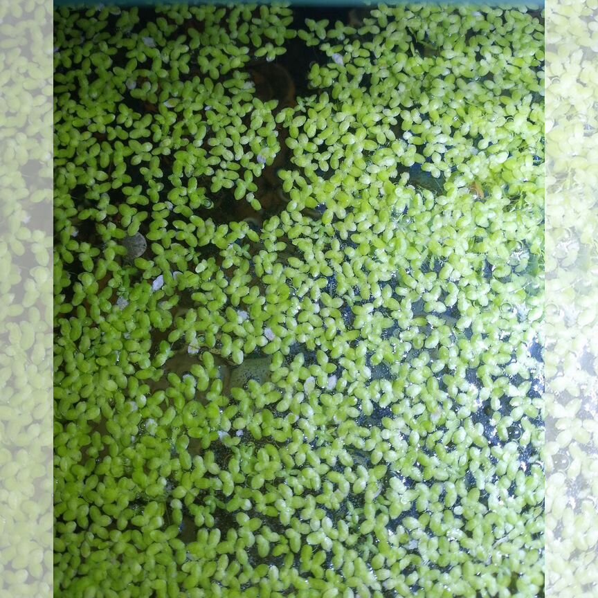 Аквариумное растение ряска