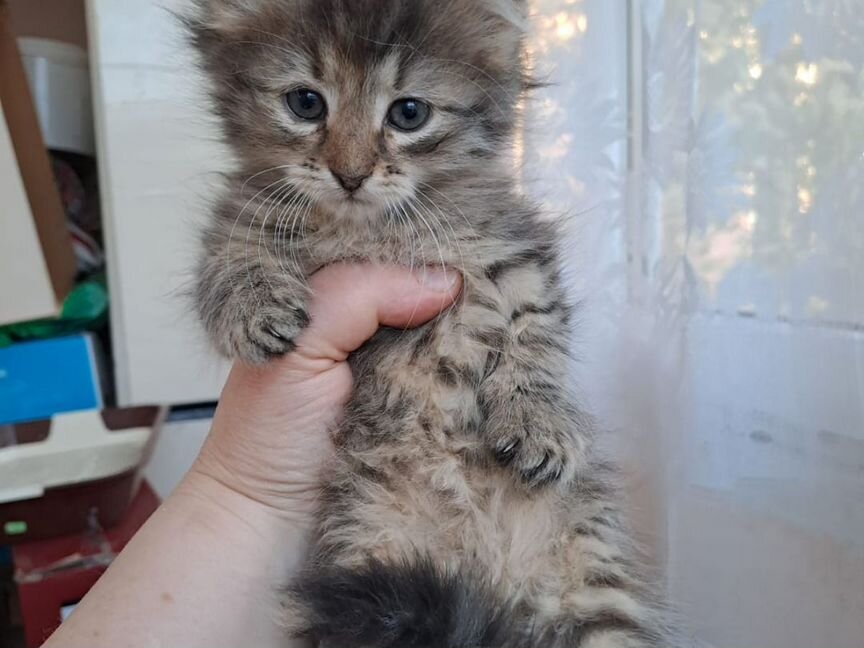 Котёнок