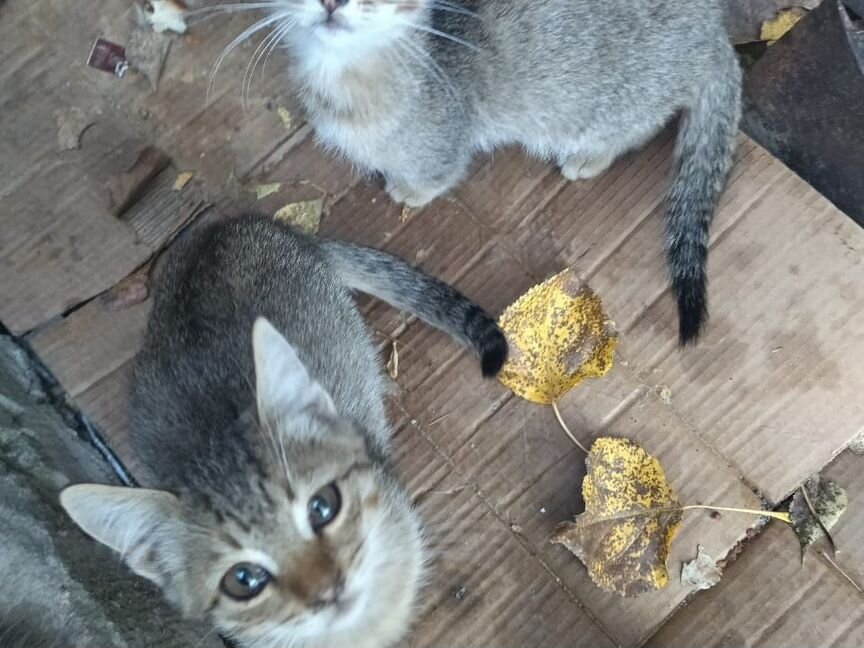 Малышей от домашней кошки выкинули