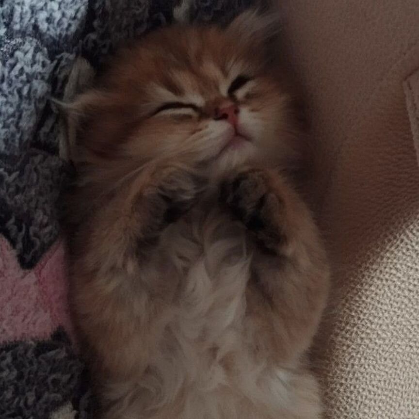 Шотланский котенок