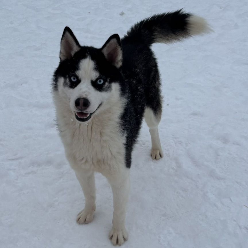 Помски, щенок