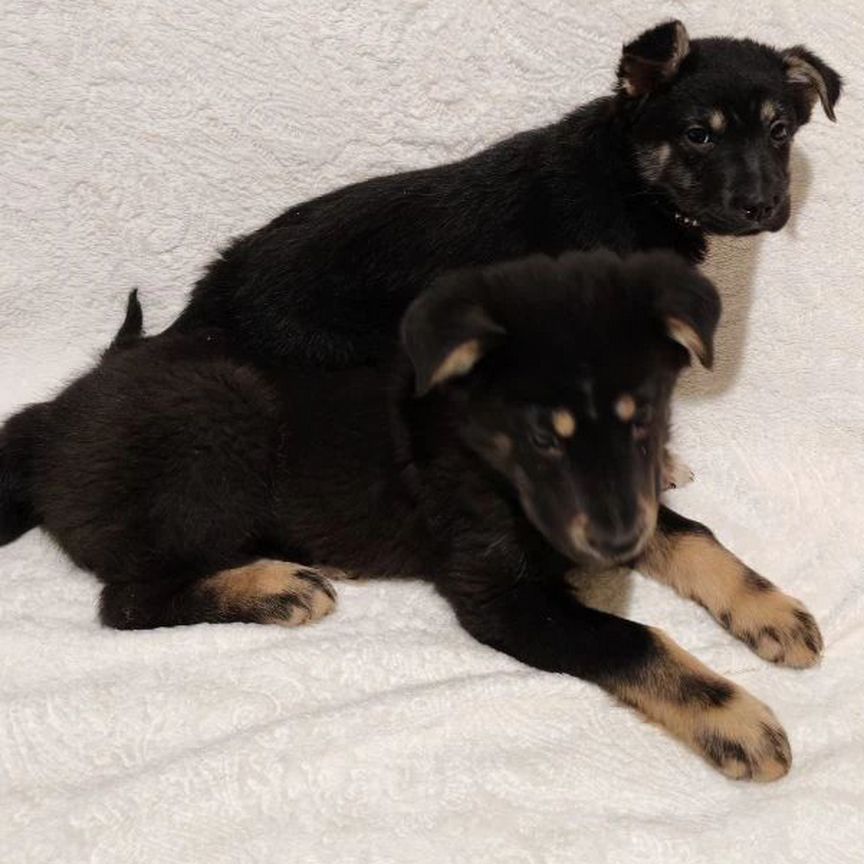 Щенок в добрые руки