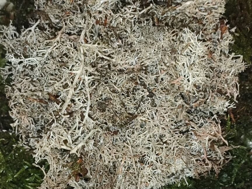 Товары для содержания улиток