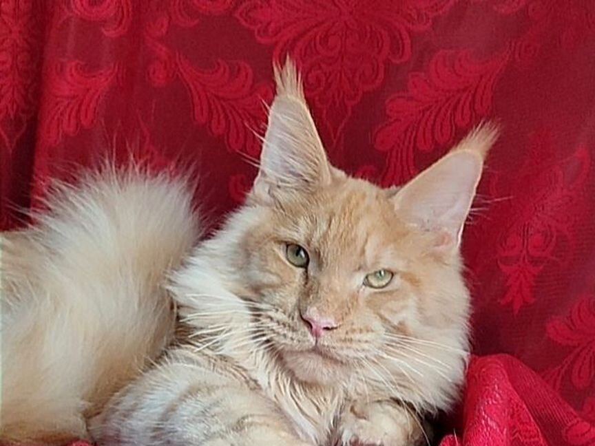 Котята мейн-кун