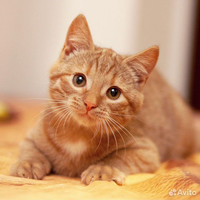 Котенок Симба