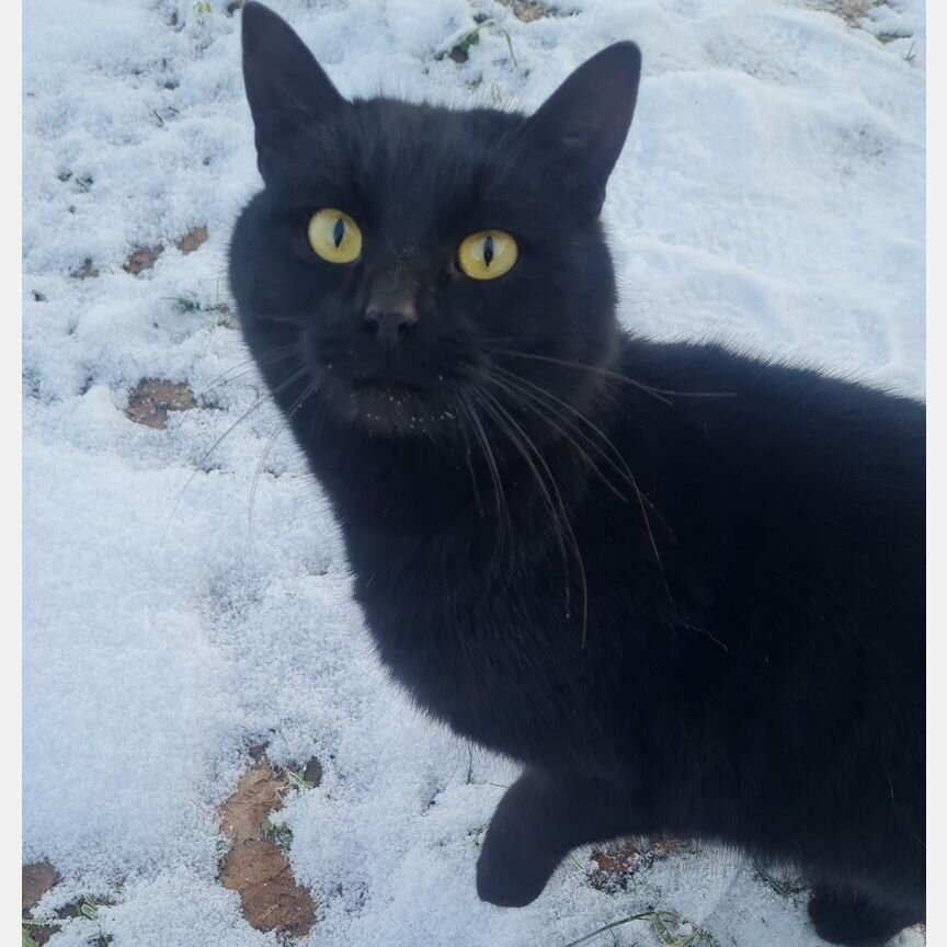 Котик в добрые руки