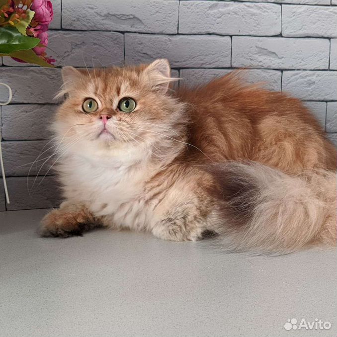 Золотые клубные британцы