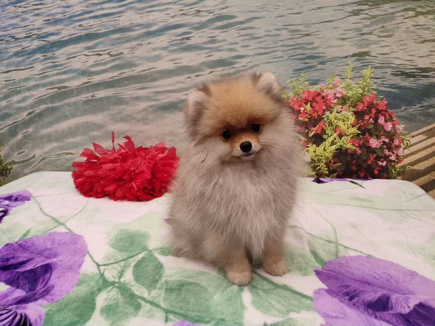 Шпиц мишка мальчик