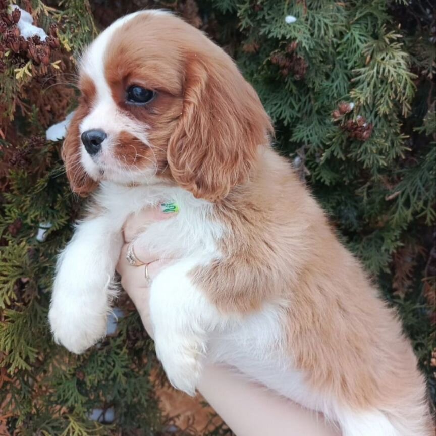 Кавалерчики. шоу. РКФ