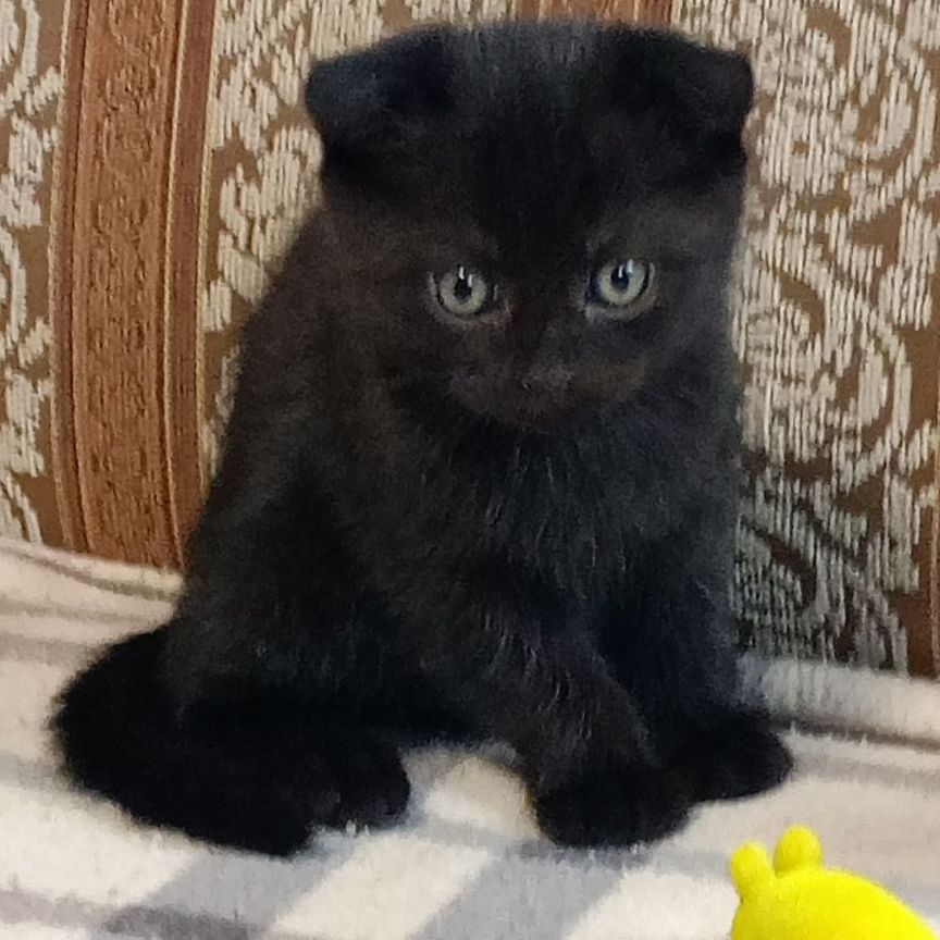 Шотландский вислоухий короткошёрстный котёнок