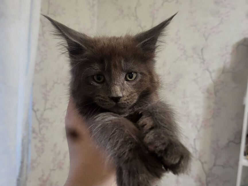 Котята мейн-кун