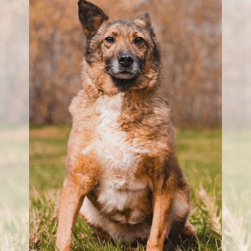 Взрослая собака в добрые руки