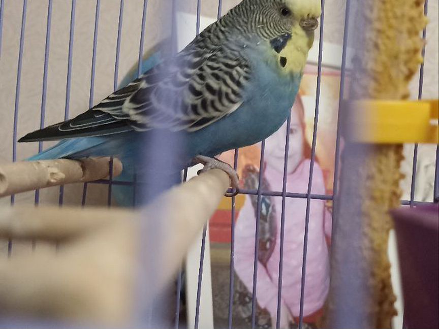 Волнистые попугаи с клеткой