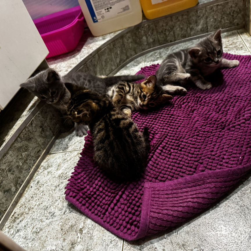 Полубенгальские котята
