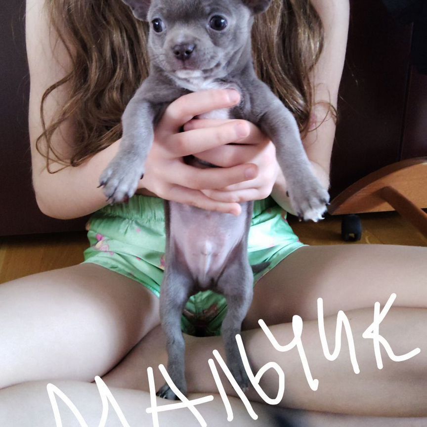 Щенки чихуахуа