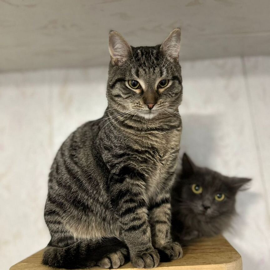 Котенок подросток из приюта