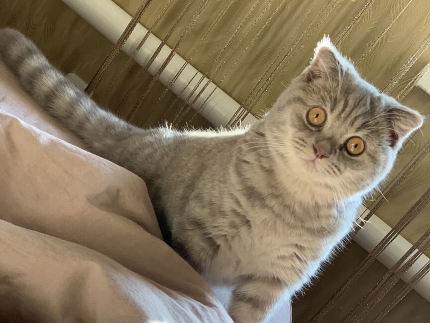 Шотландский кот вязка