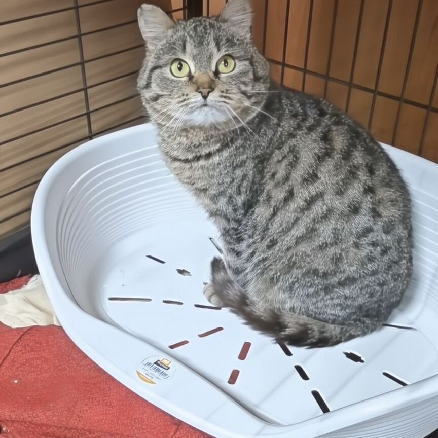 Взрослая кошка из приюта