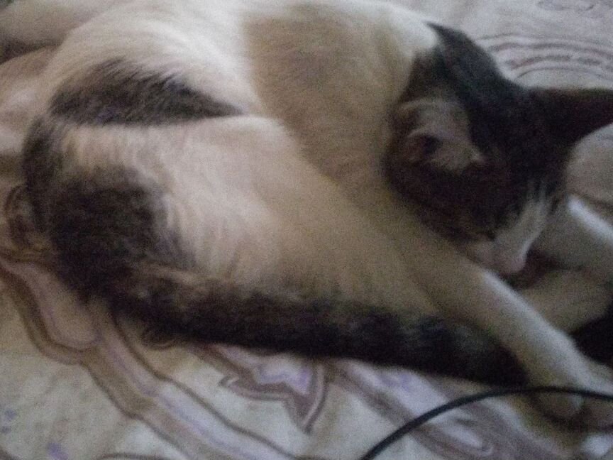 Кошки в добрые руки