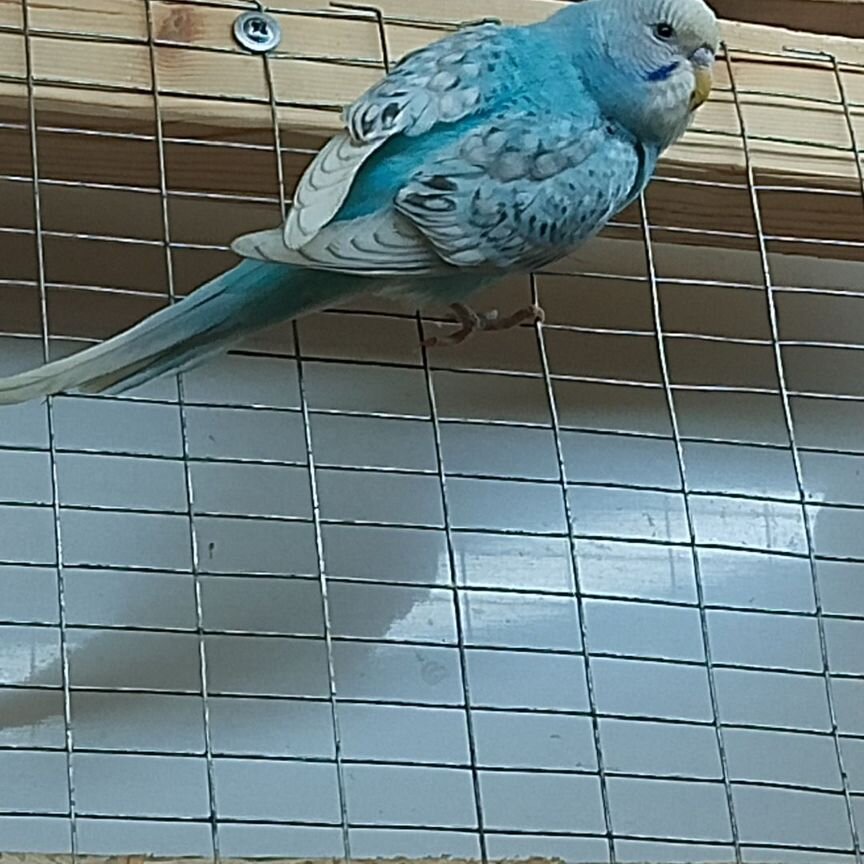 Птенцы волнистый попугай