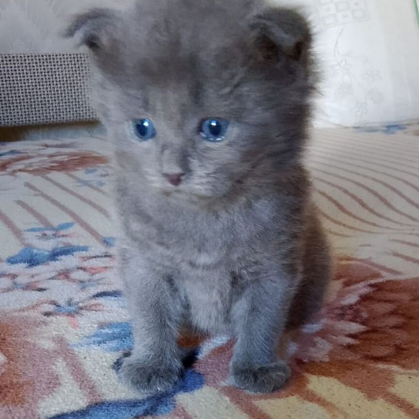 Котята полупородистые