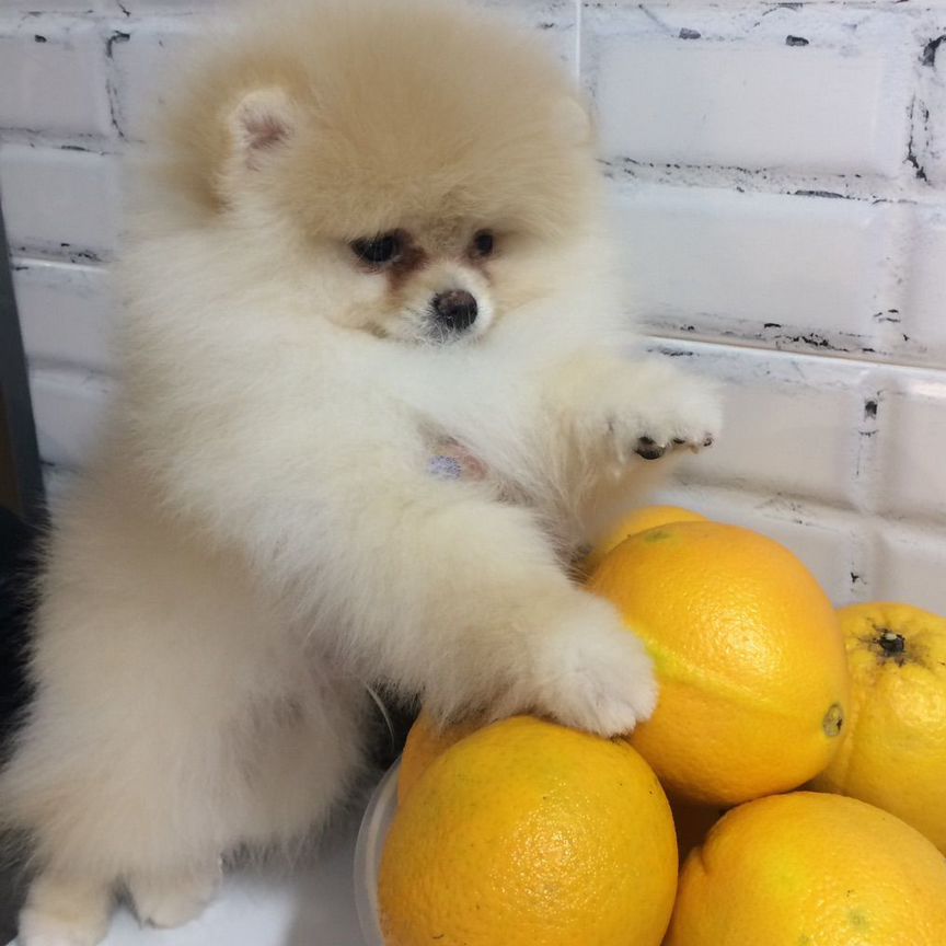 Померанский шпиц девочка