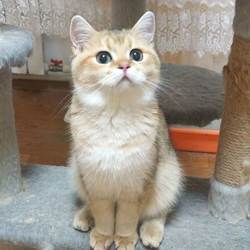 Шотландский прямоухий короткошёрстный котёнок