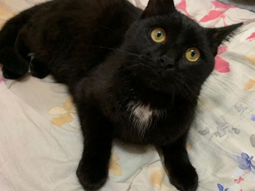 Кошка