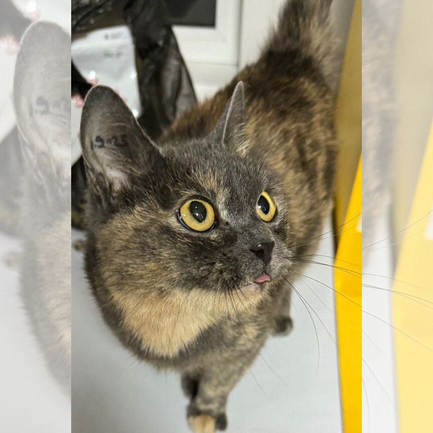 Взрослая кошка в добрые руки