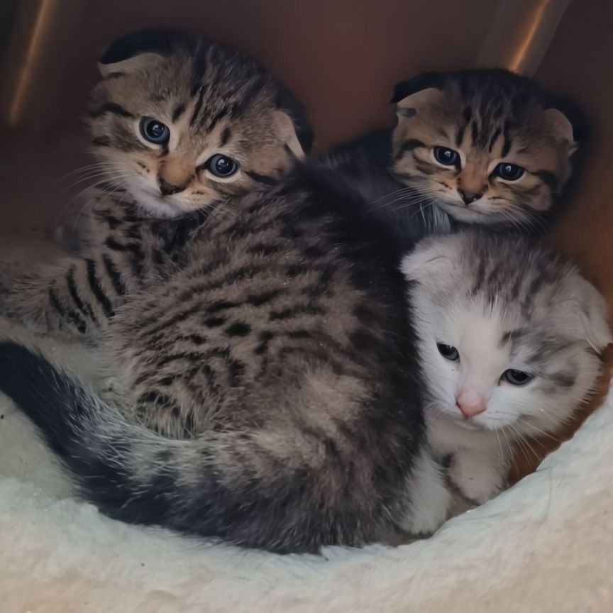 Шотландский вислоухий короткошёрстный котёнок