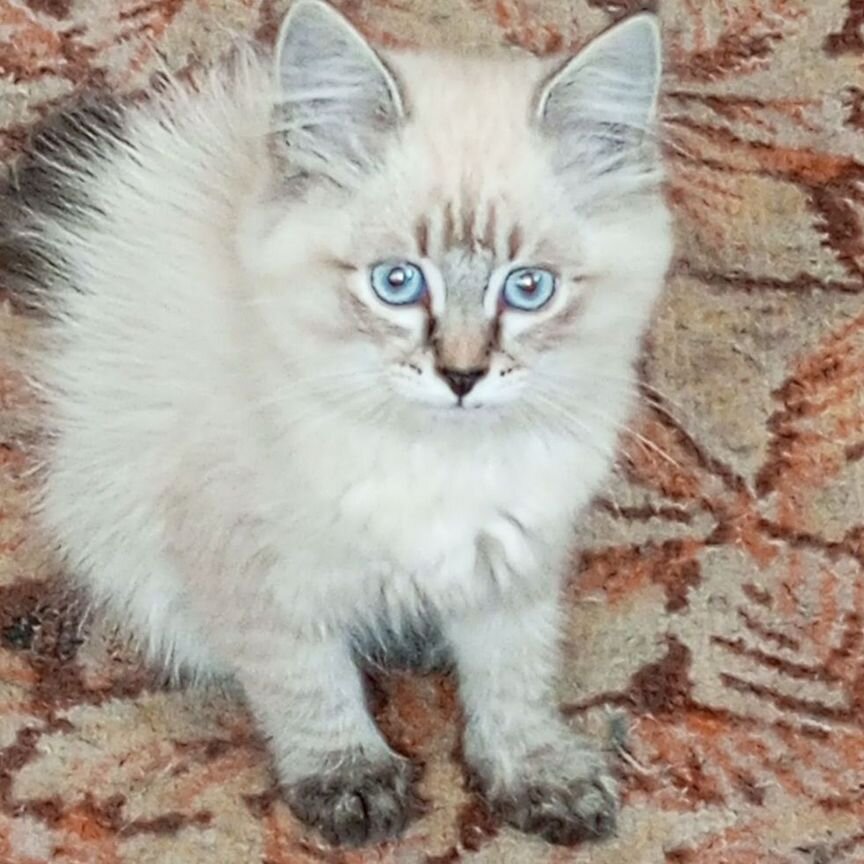Невские маскарадные котята