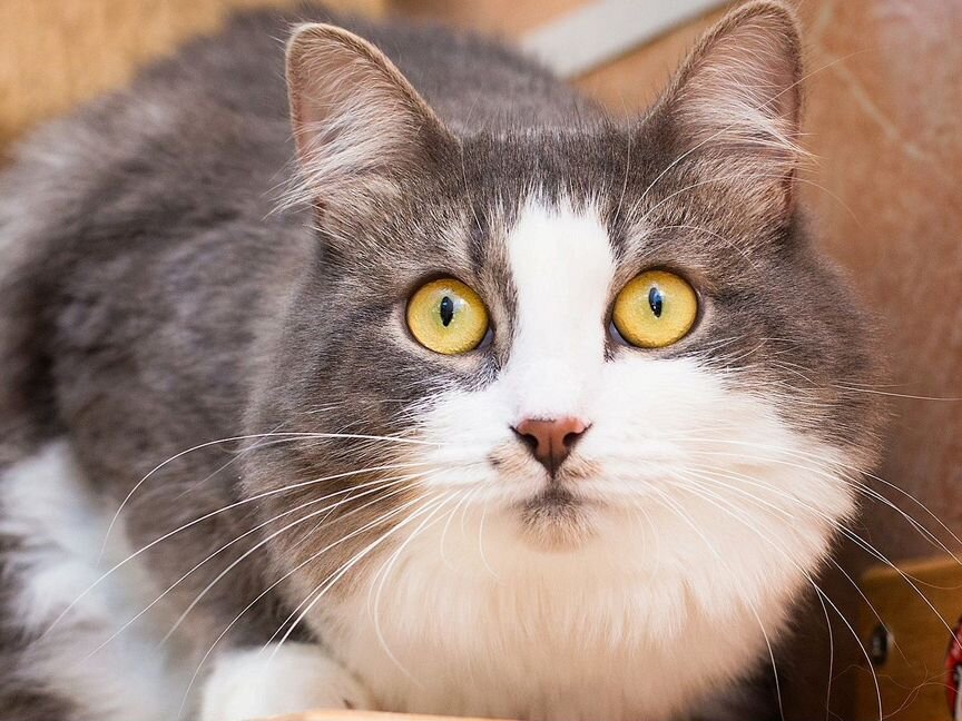 Пушинка из приюта