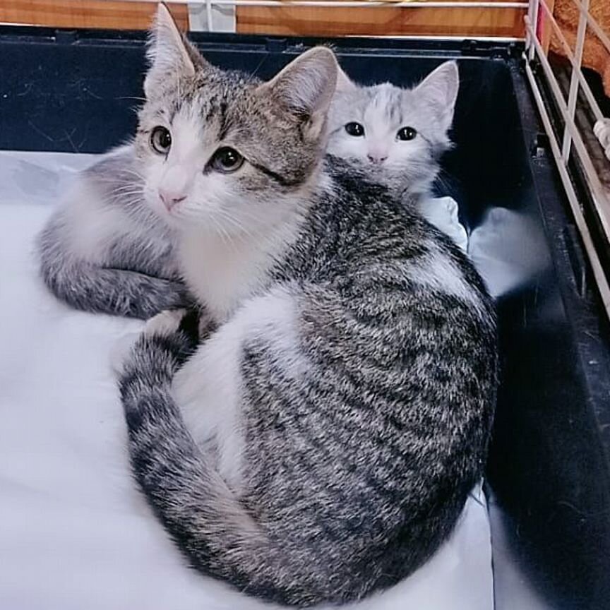 Малыши 3мес ищут дом