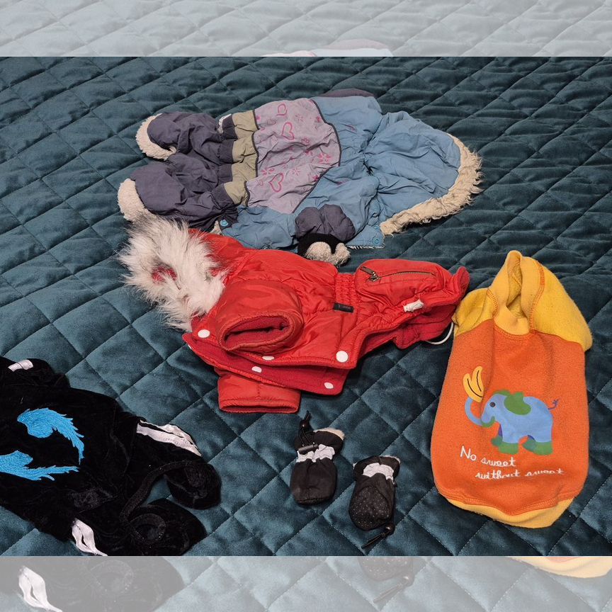 Одежда для йорка комбинезон