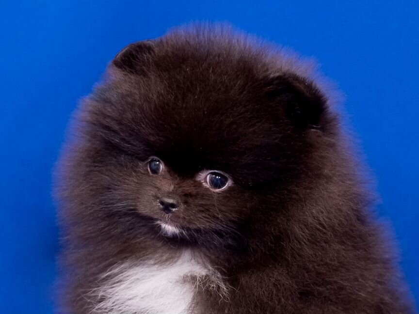 Мини куколка - померанский шпиц