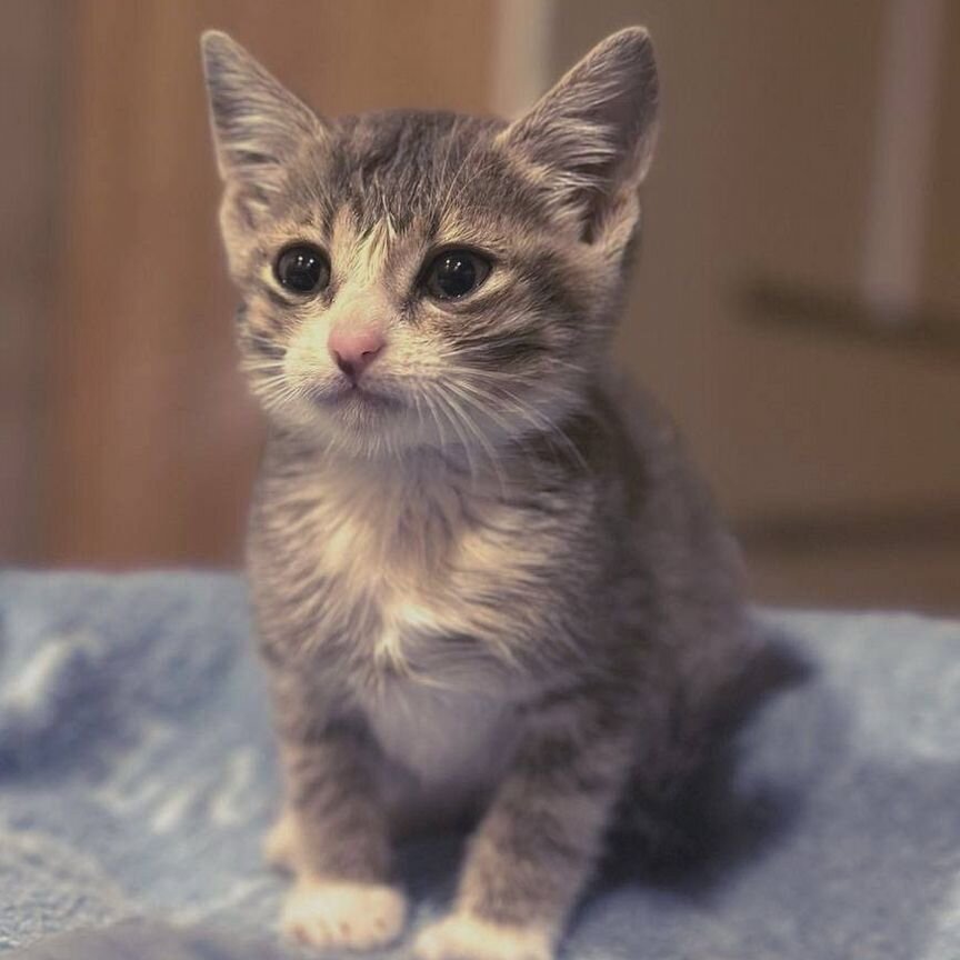 Ласковый котенок