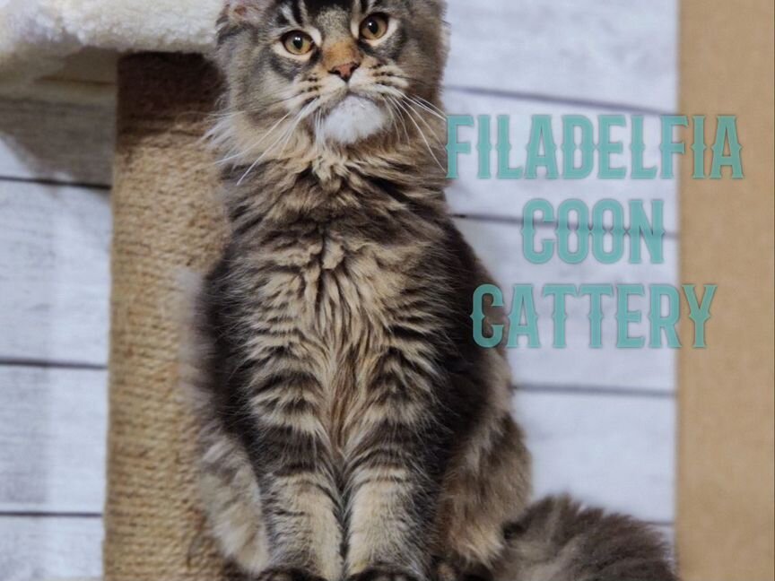 Котята мейн-кун