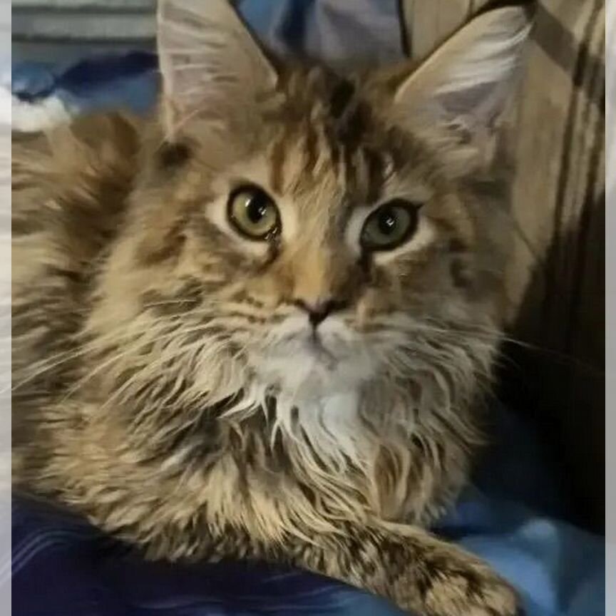 Мейн-кун котёнок