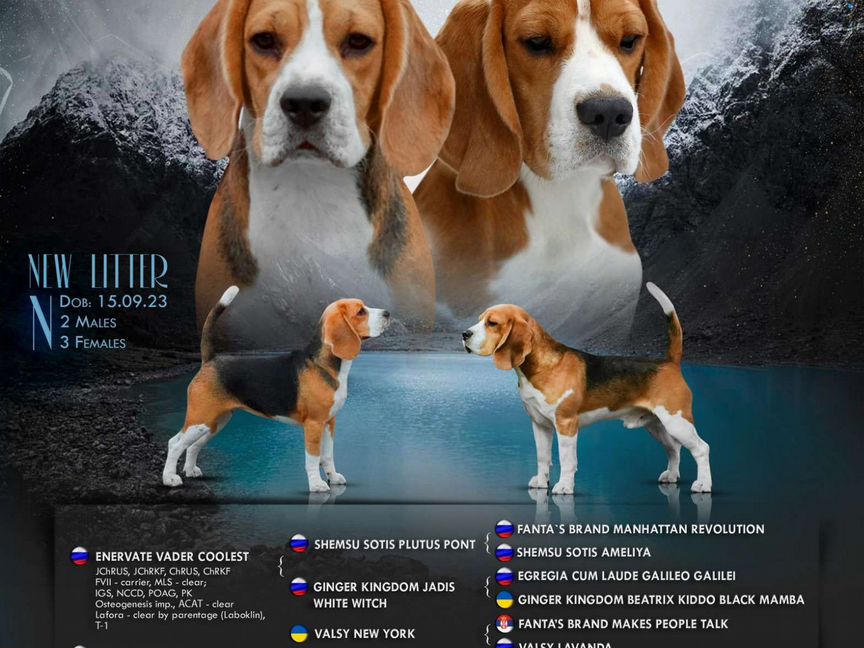 Щенки бигль