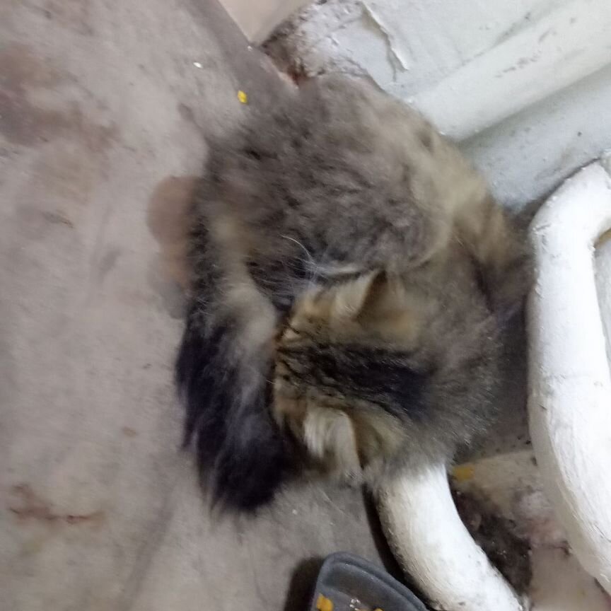 Кошка