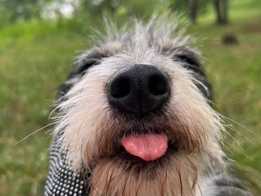 Терьерчик Шкипер