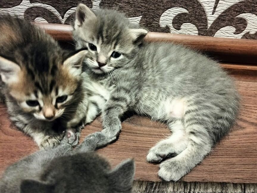 Котята. Малыши карандаши