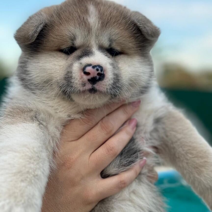 Собака акита ину щенки