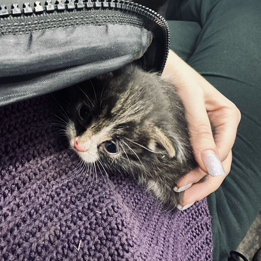 Котята в добрые руки