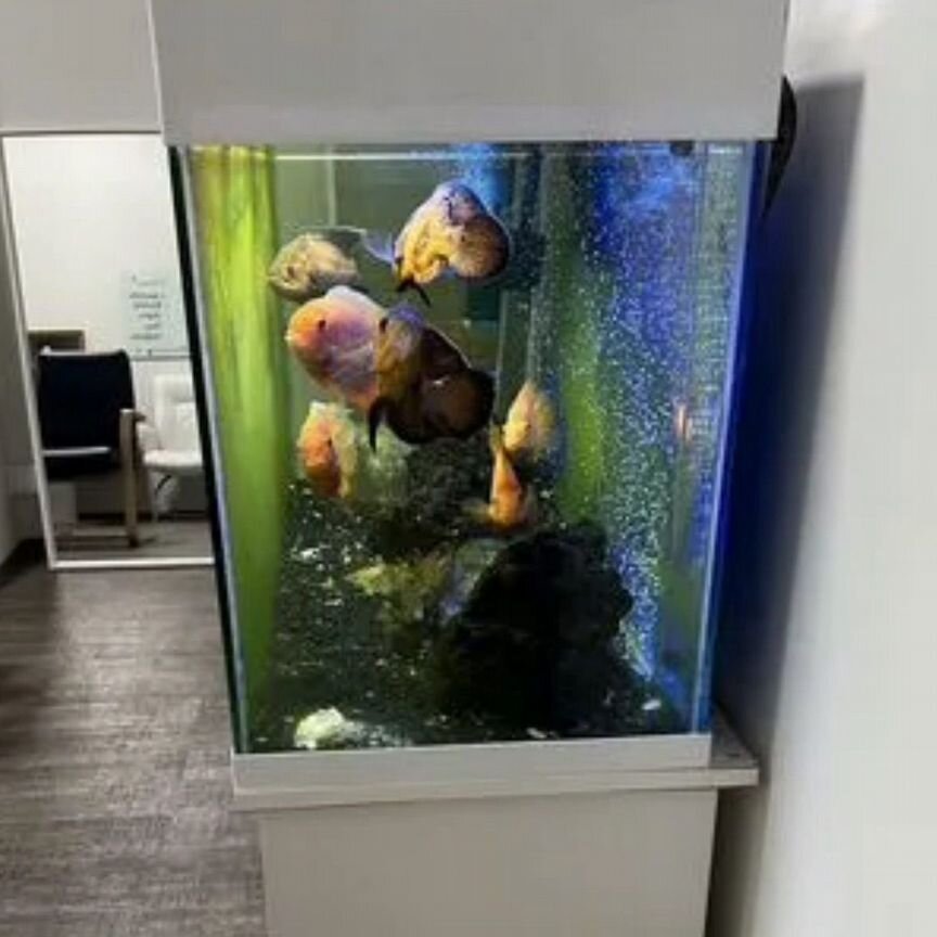 Аквариум с рыбками 550 литров