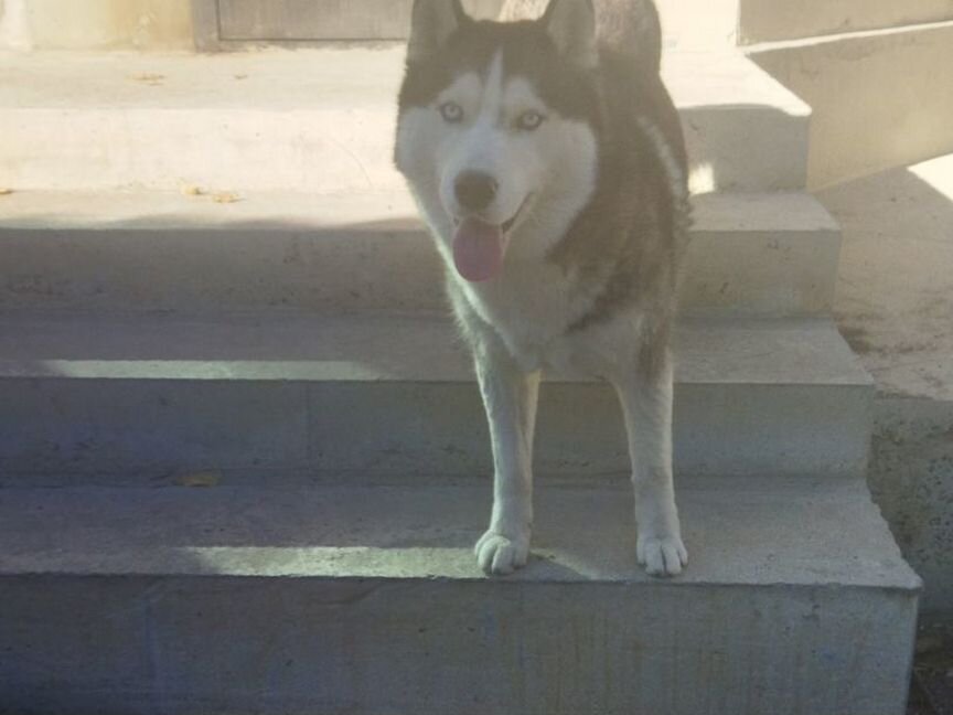 Сибирский хаски, кобель, вязка